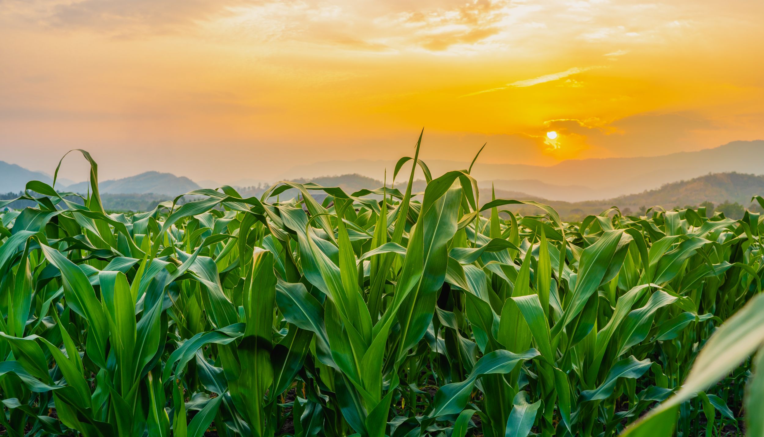 Corn Seed | Silage Seeds | GEM Silage Products